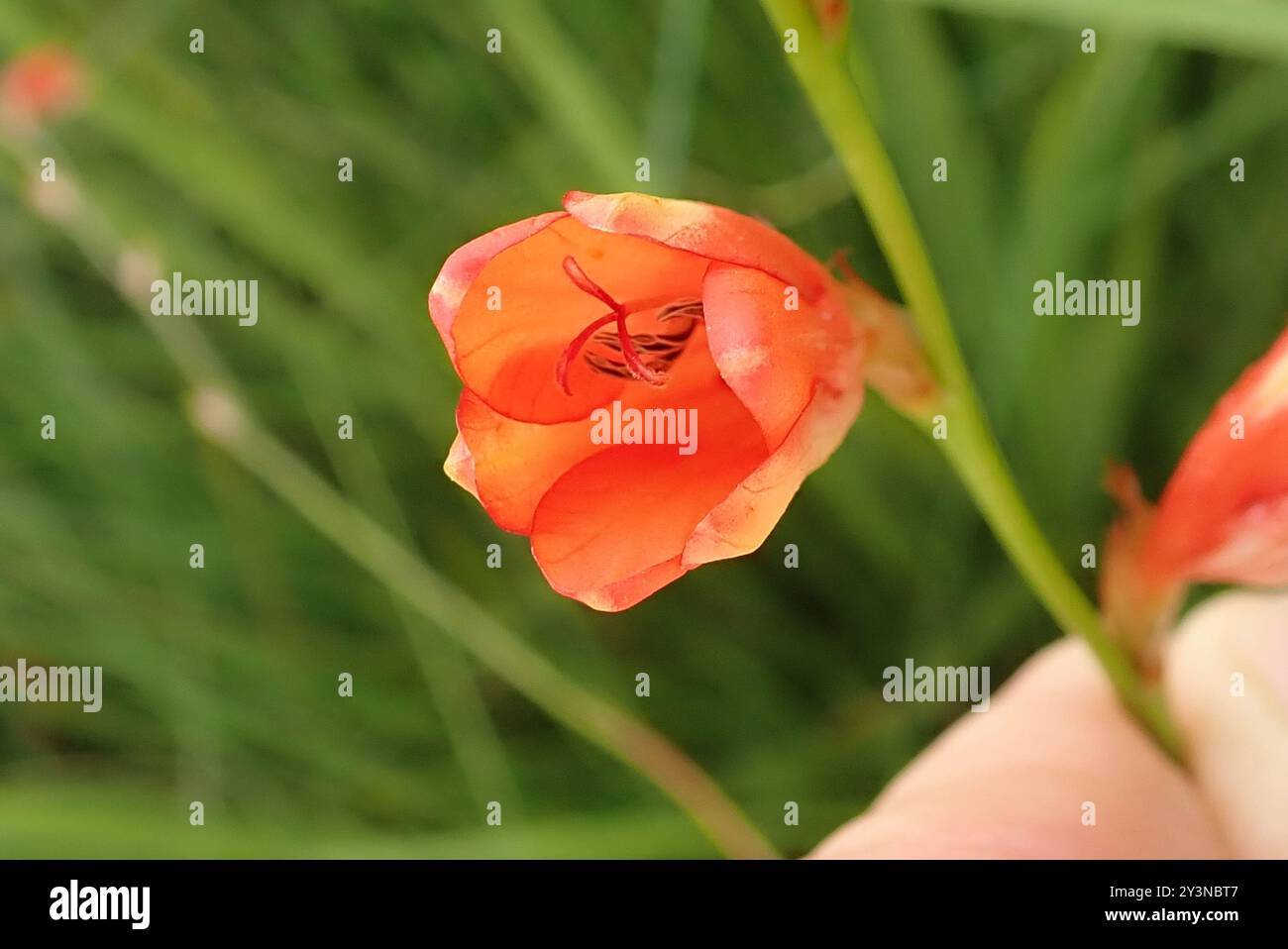 Red Triton (Tritonia disticha) Plantae Stock Photo - Alamy