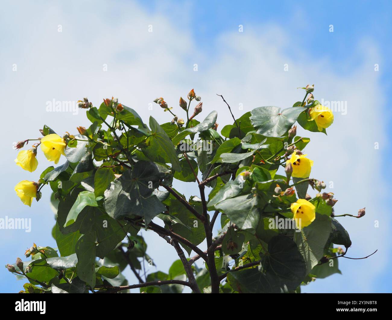 sea hibiscus (Hibiscus tiliaceus) Plantae Stock Photo - Alamy