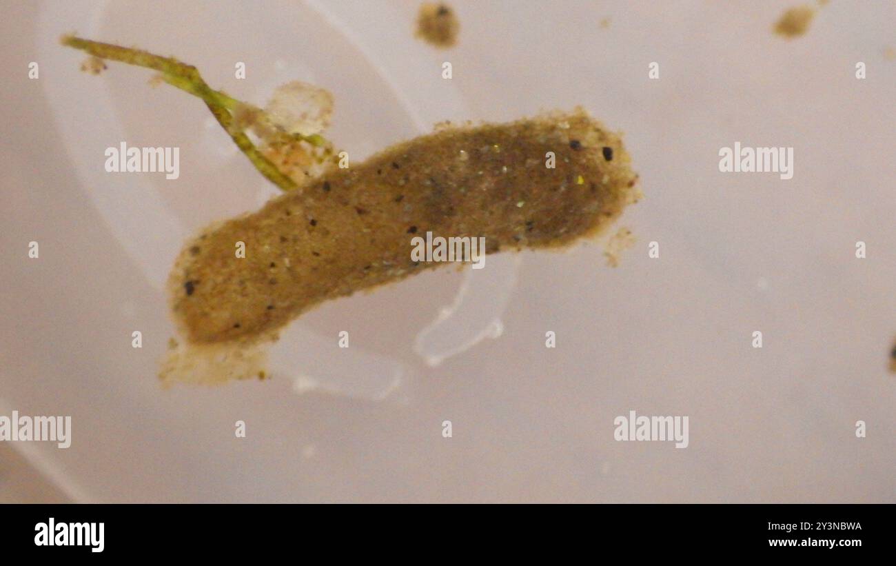 Microcaddisflies (Hydroptilidae) Insecta Stock Photo - Alamy