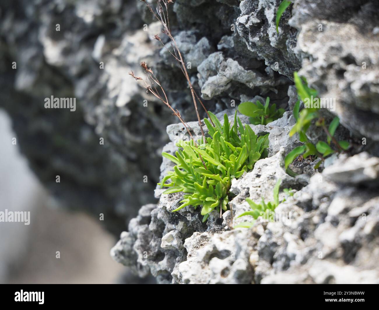 (Kalanchoe ceratophylla) Plantae Stock Photo - Alamy