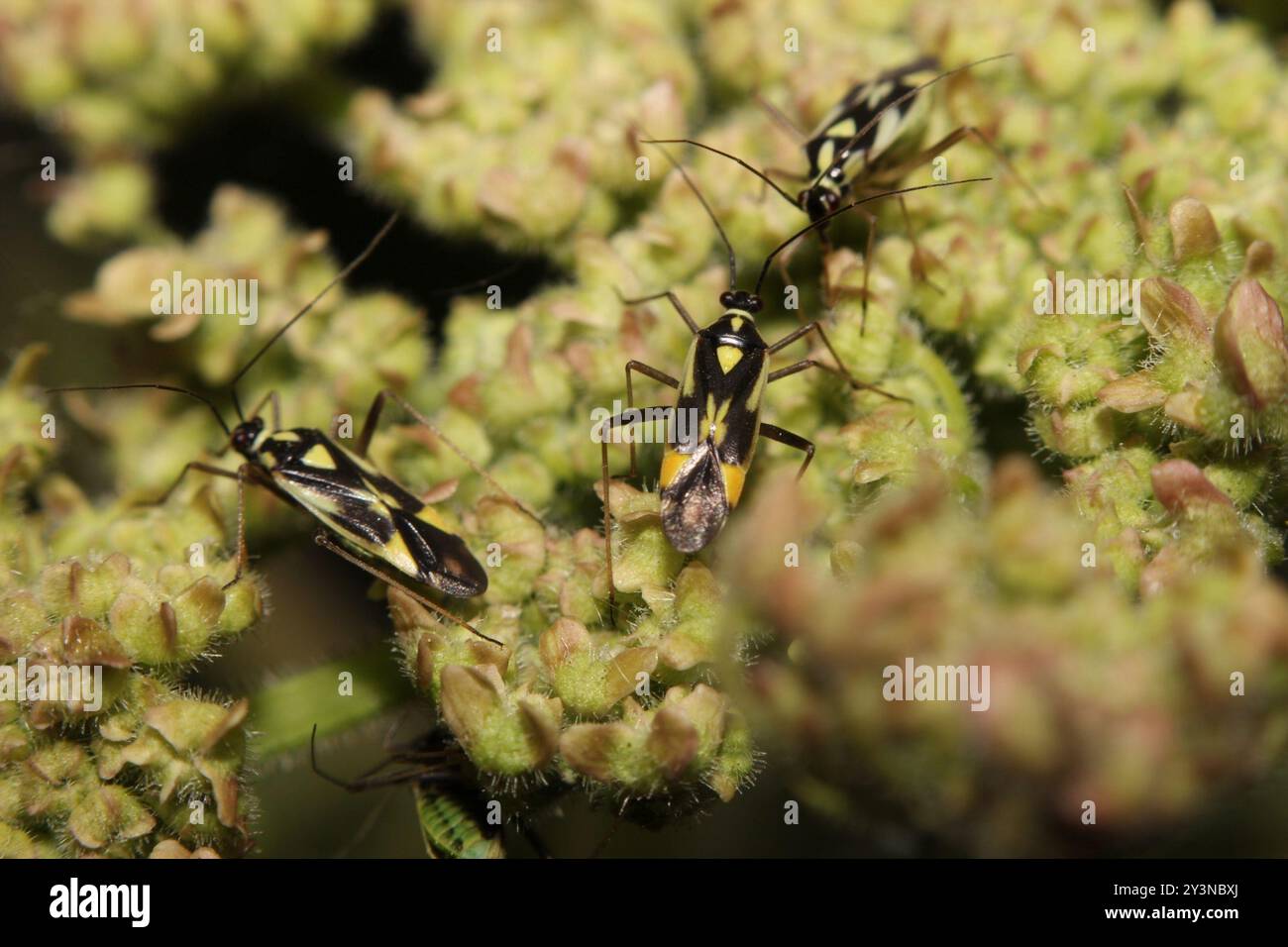 orange-spotted plant bug (Grypocoris stysi) Insecta Stock Photo - Alamy