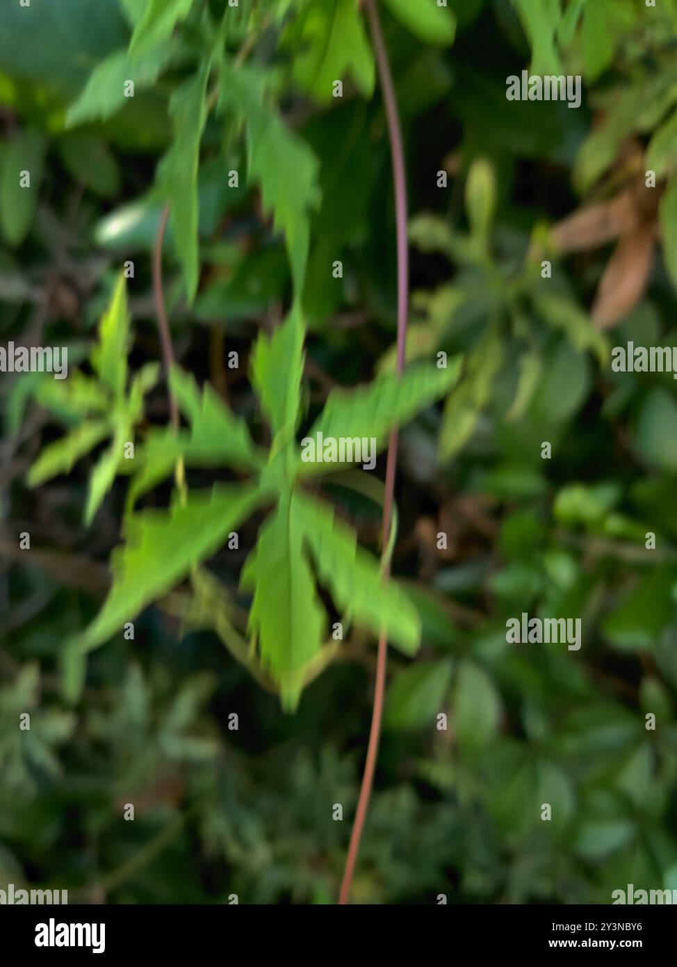Alamo vine (Distimake dissectus) Plantae Stock Photo - Alamy