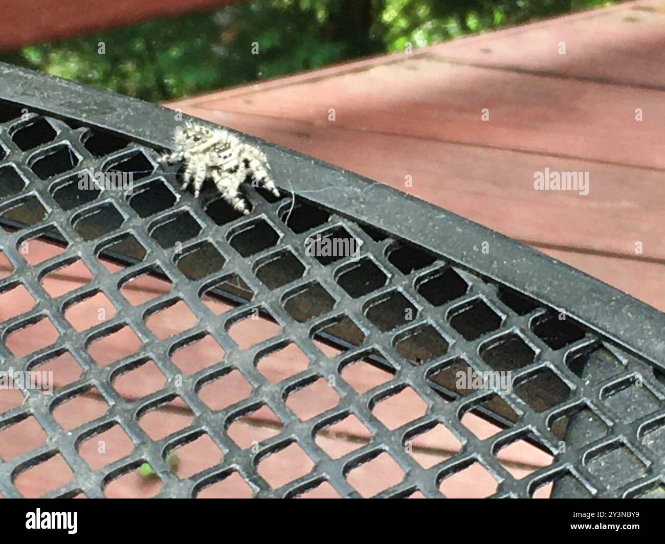 canopy jumping spider (Phidippus otiosus) Arachnida Stock Photo - Alamy