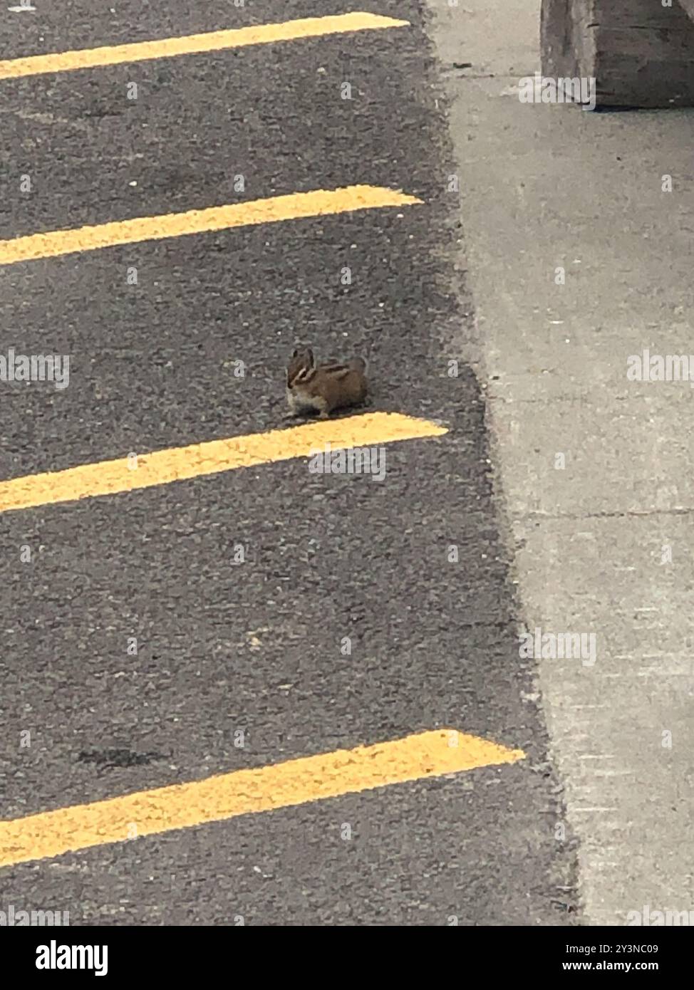 Townsend's Chipmunk (Neotamias townsendii) Mammalia Stock Photo - Alamy