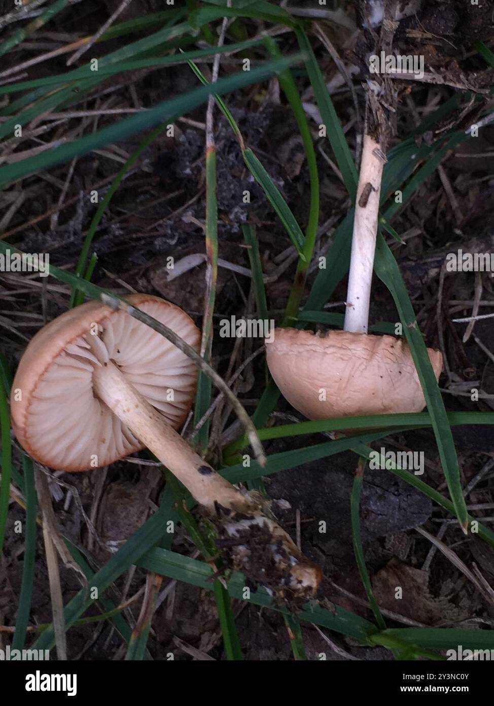 fairy ring marasmius (Marasmius oreades) Fungi Stock Photo - Alamy