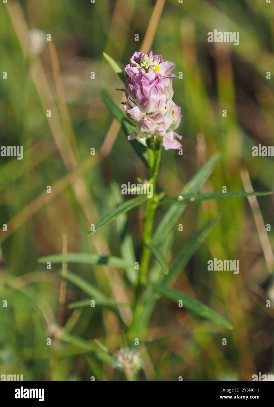 field milkwort (Senega sanguinea) Plantae Stock Photo - Alamy