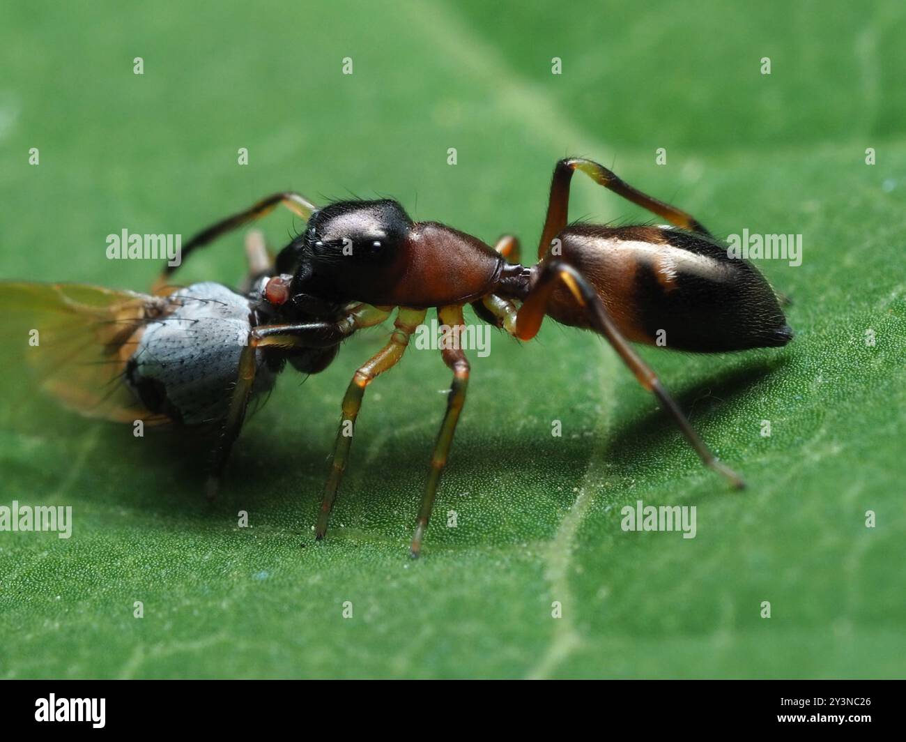 (Myrmarachne formicaria) Arachnida Stock Photo - Alamy