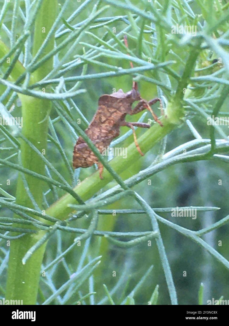 Dock Bug (Coreus marginatus) Insecta Stock Photo - Alamy