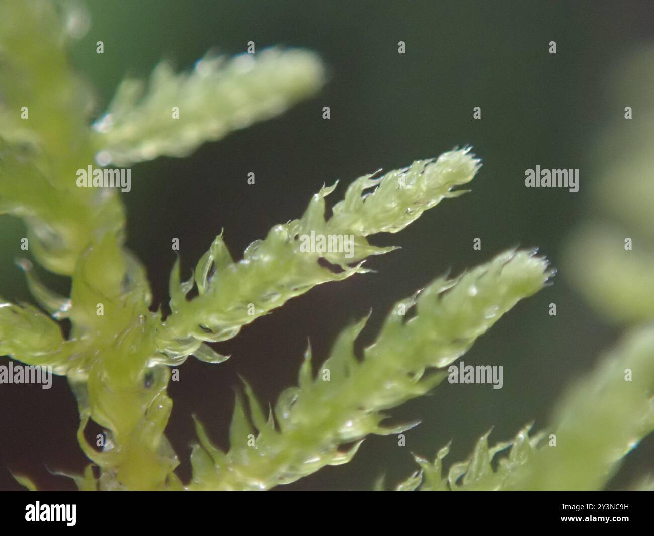 Bolander's claopodium moss (Claopodium bolanderi) Plantae Stock Photo ...