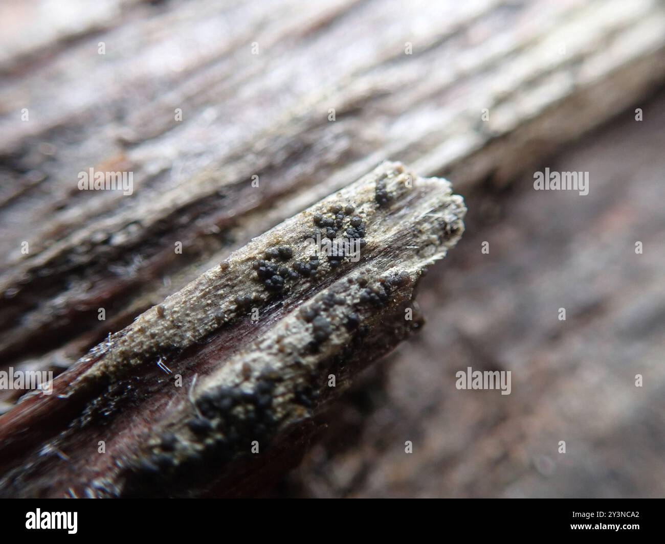Shadow Dot Lichen (Micarea peliocarpa) Fungi Stock Photo - Alamy