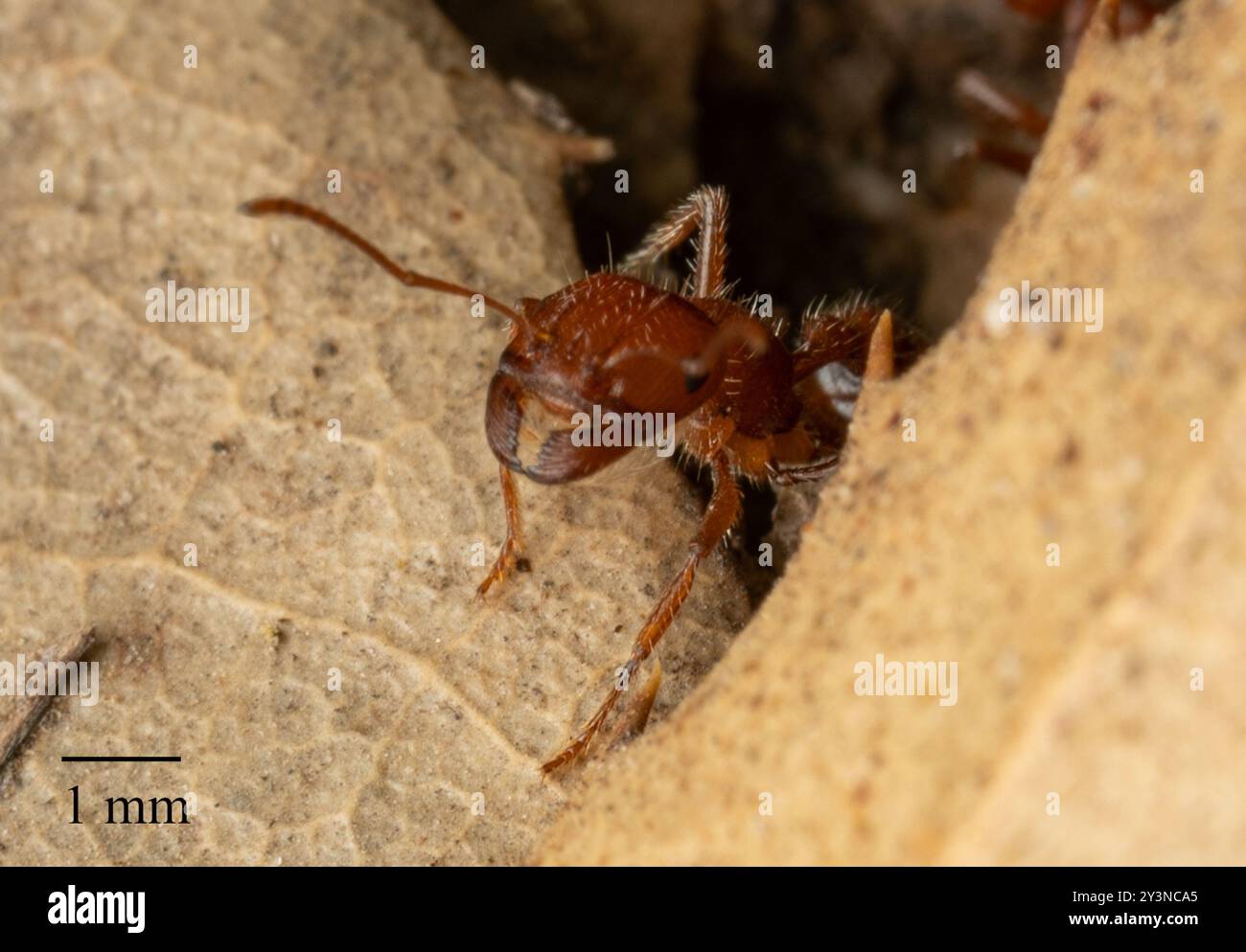 Typical American Harvester Ants (Pogonomyrmex) Insecta Stock Photo - Alamy