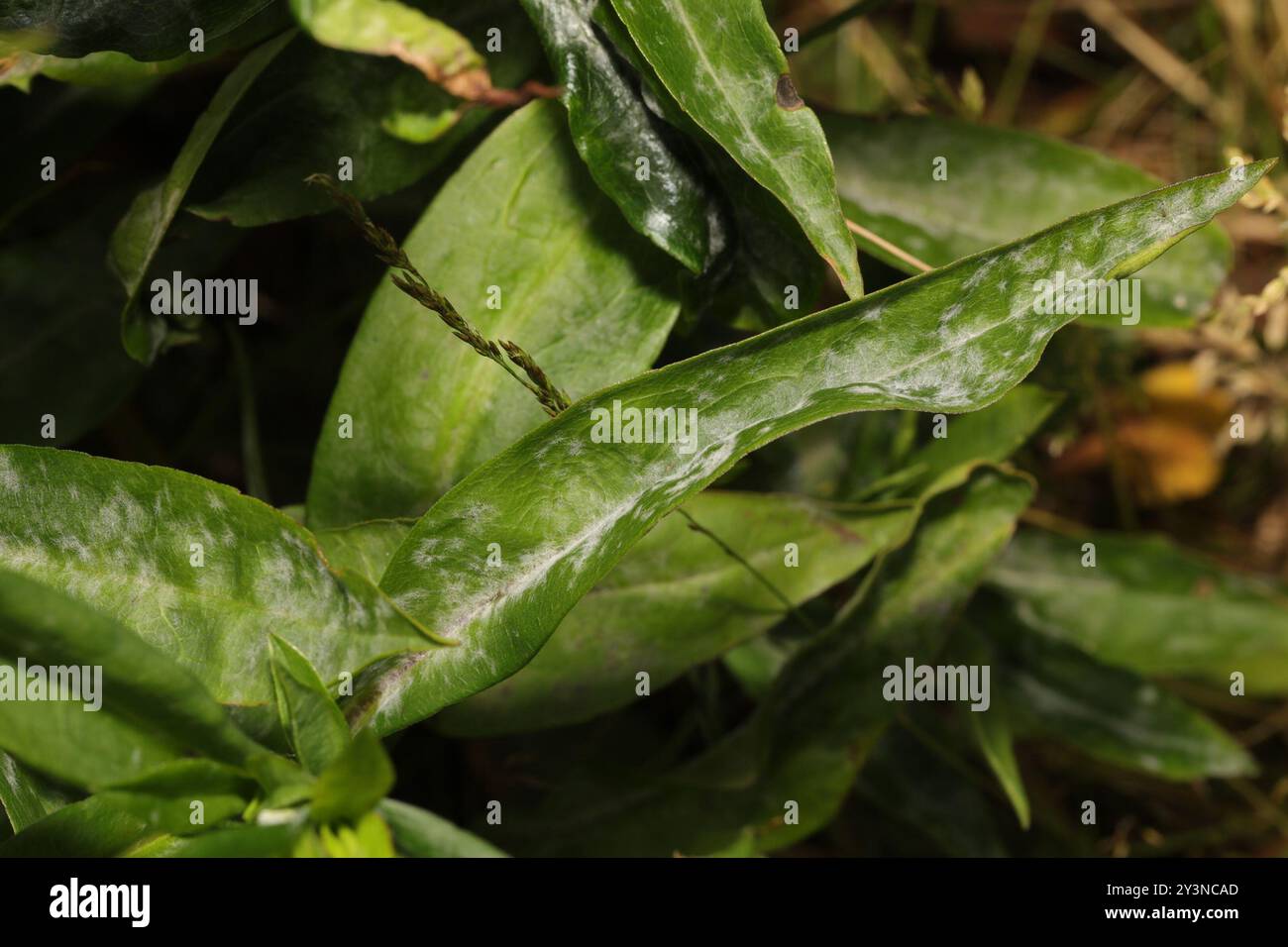(Erysiphe polygoni) Fungi Stock Photo - Alamy