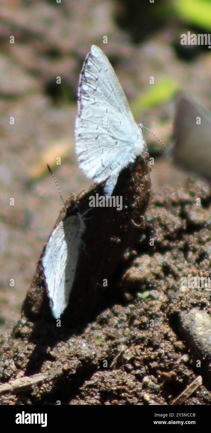 Echo Azure (Celastrina echo) Insecta Stock Photo - Alamy