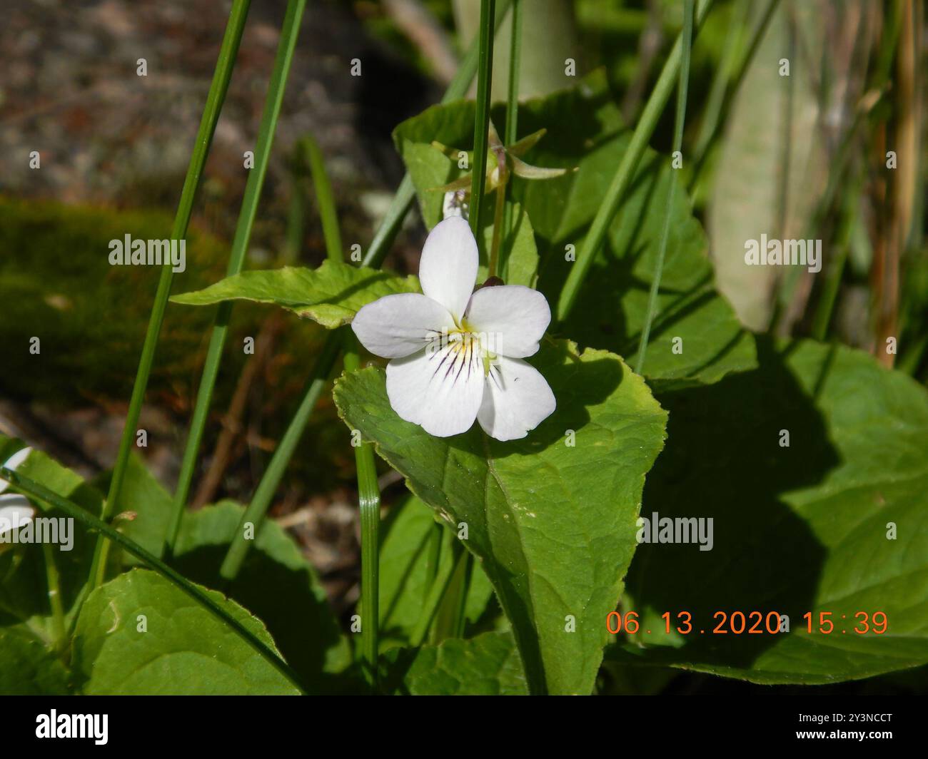 Canada Violet (Viola canadensis) Plantae Stock Photo - Alamy