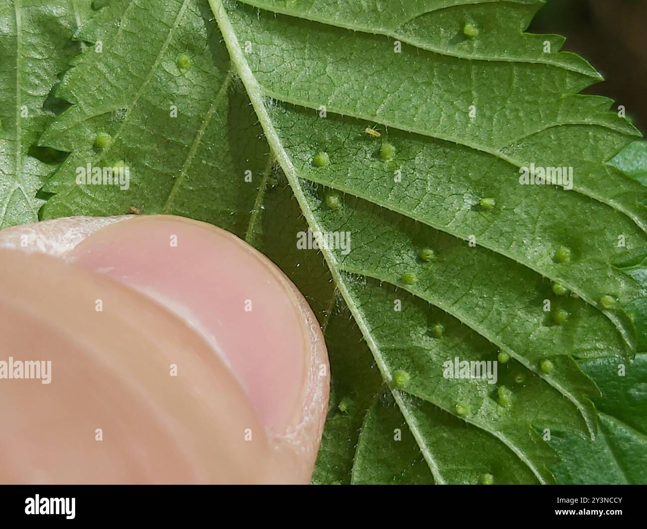 Elm Leaf Gall Mite (Aceria campestricola) Arachnida Stock Photo - Alamy