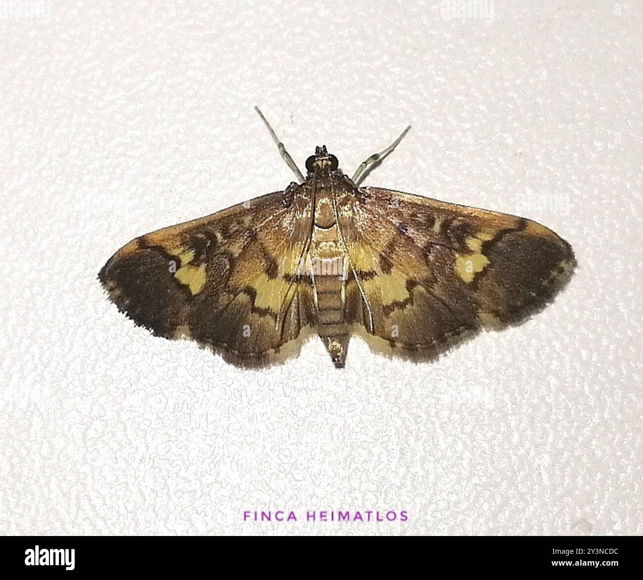 Pearl Moths (Spilomelinae) Insecta Stock Photo - Alamy