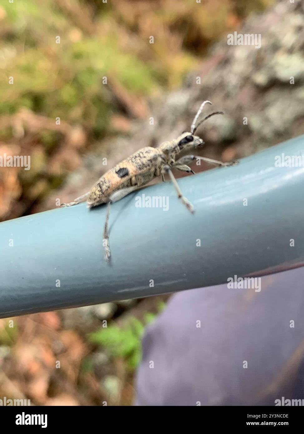 Blackspotted Longhorn Beetle (Rhagium mordax) Insecta Stock Photo - Alamy