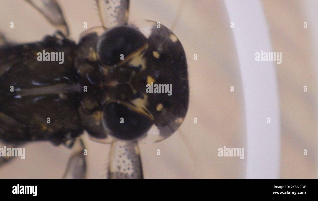 Orange Cahill (Stenacron interpunctatum) Insecta Stock Photo - Alamy