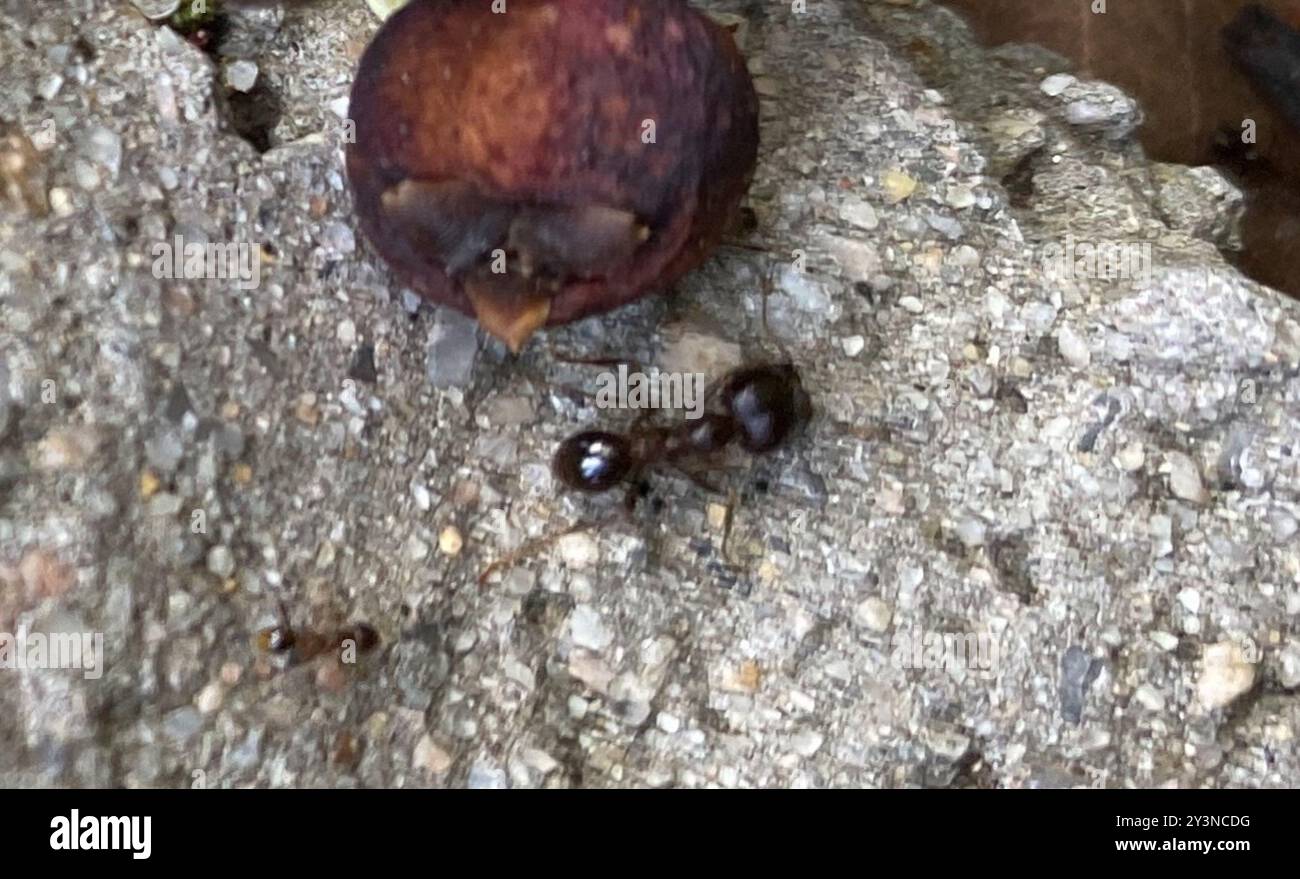 Marauder Ants and Carebara Thief Ants (Carebara) Insecta Stock Photo ...