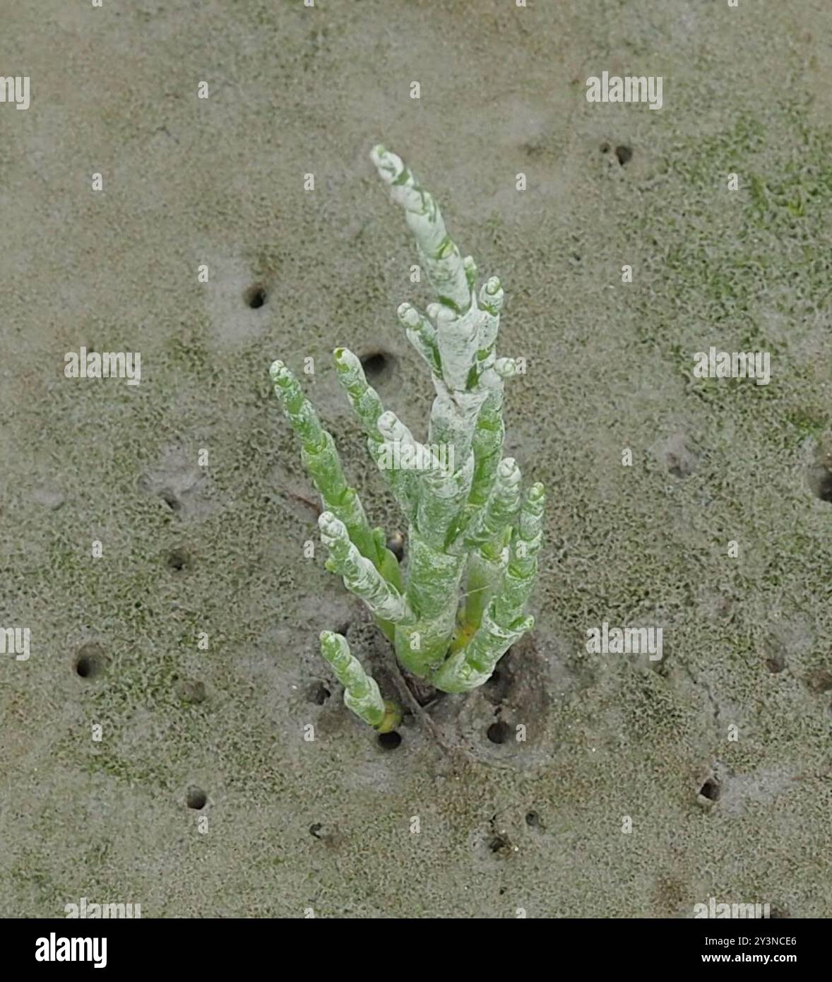 Common Glasswort (Salicornia europaea) Plantae Stock Photo - Alamy