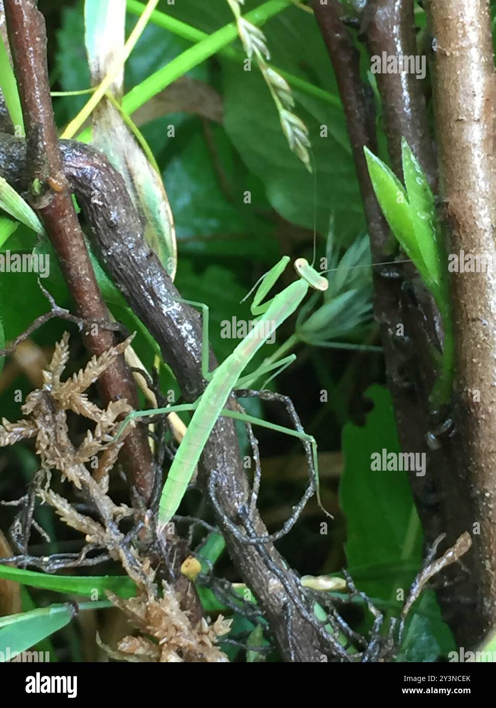 Chinese Mantis (Tenodera sinensis) Insecta Stock Photo - Alamy