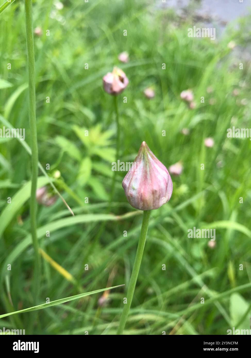 Canadian Meadow garlic (Allium canadense) Plantae Stock Photo - Alamy