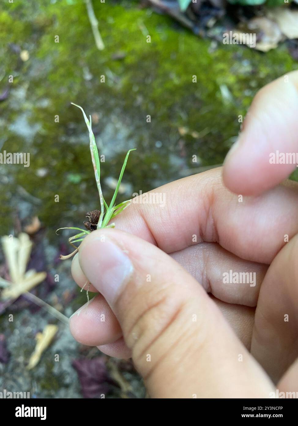 grasses, sedges, cattails, and allies (Poales) Plantae Stock Photo - Alamy