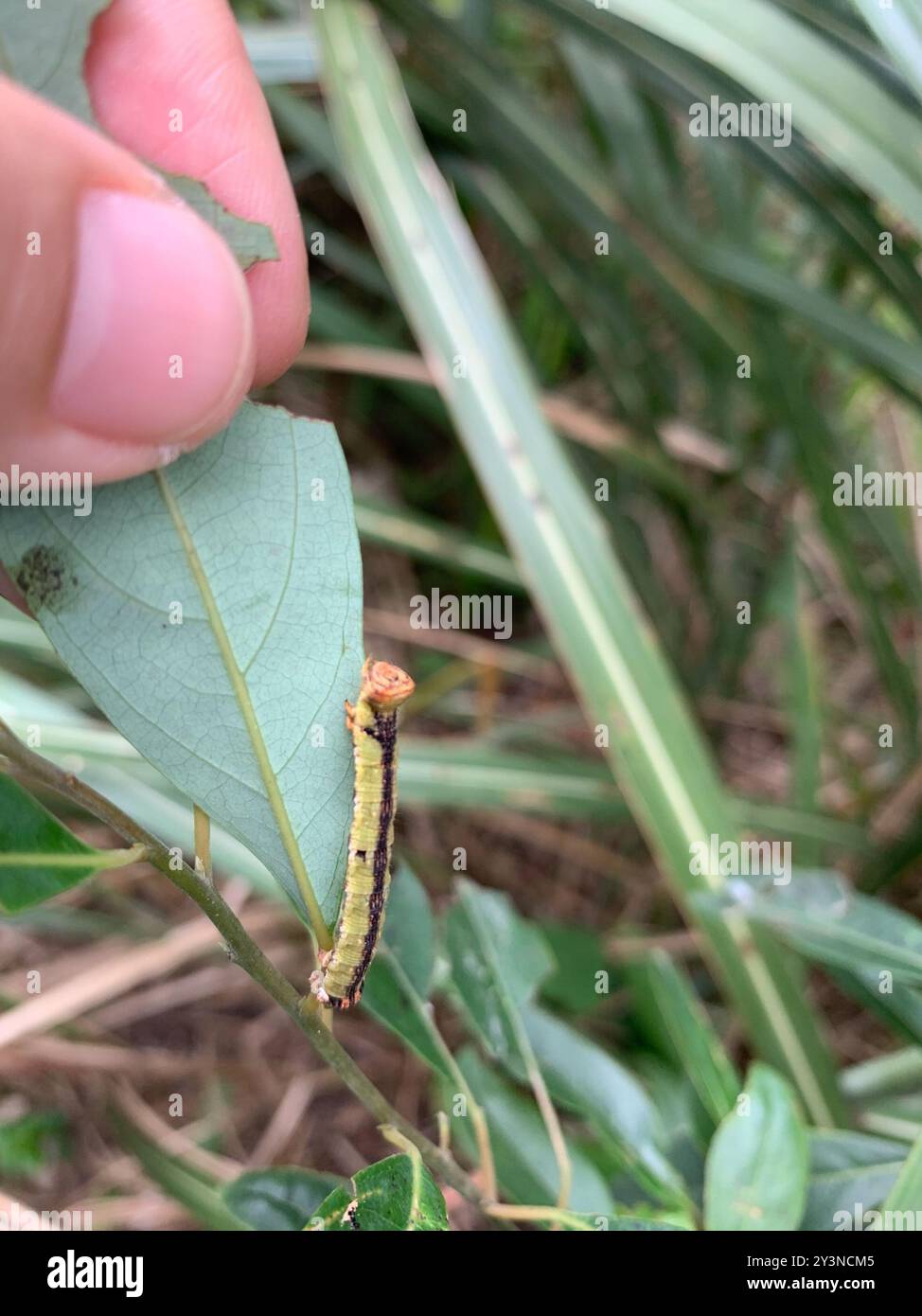 Geometer Moths (Geometridae) Insecta Stock Photo - Alamy