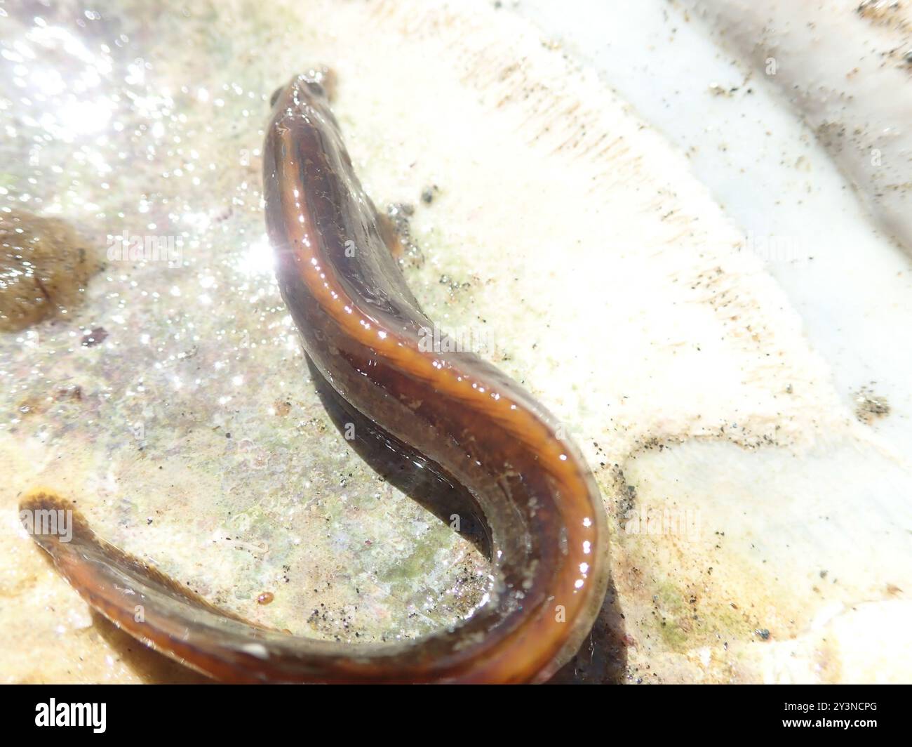 High Cockscomb (Anoplarchus purpurescens) Actinopterygii Stock Photo ...