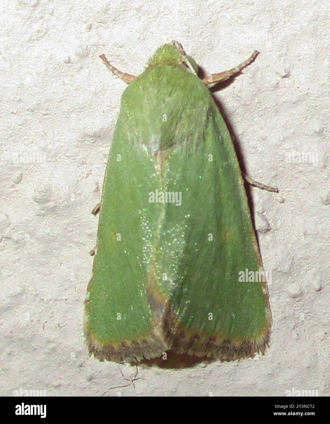 (Adisura aerugo) Insecta Stock Photo - Alamy