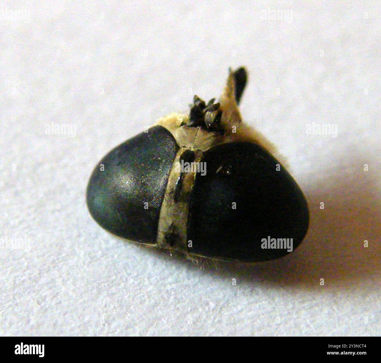 Large Marsh Horse Fly (Tabanus autumnalis) Insecta Stock Photo - Alamy