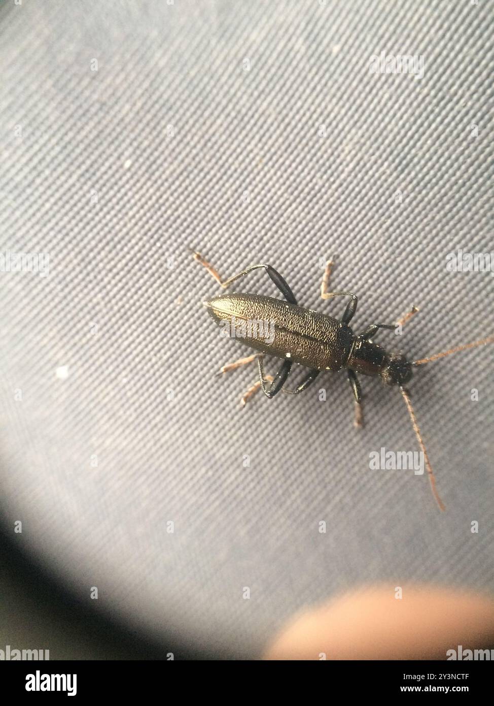 Cucujiform Beetles (Cucujiformia) Insecta Stock Photo - Alamy