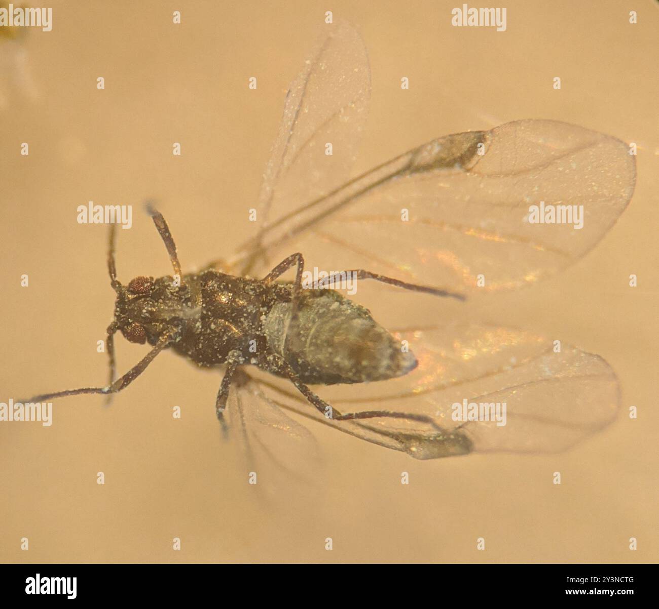Rice Root Aphid (Tetraneura akinire) Insecta Stock Photo - Alamy
