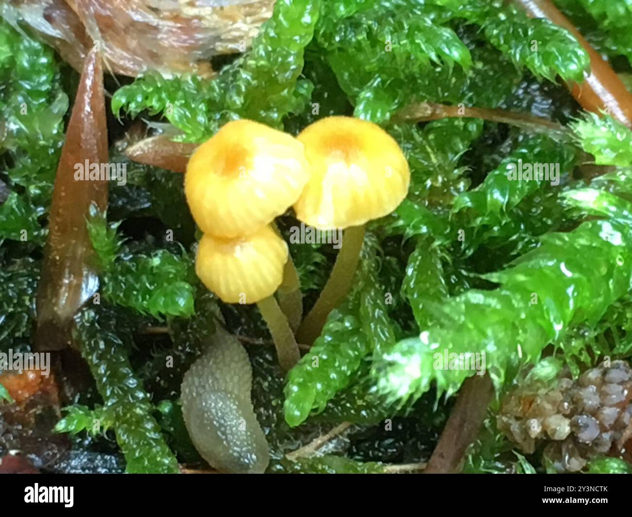 Orange Moss Navel (Rickenella fibula) Fungi Stock Photo - Alamy