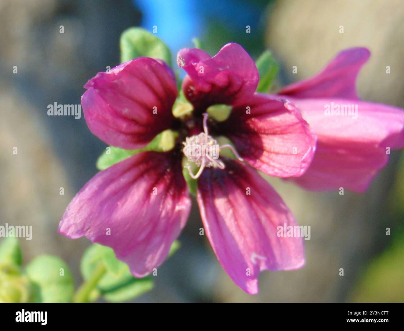 Tree Mallow (Malva arborea) Plantae Stock Photo - Alamy