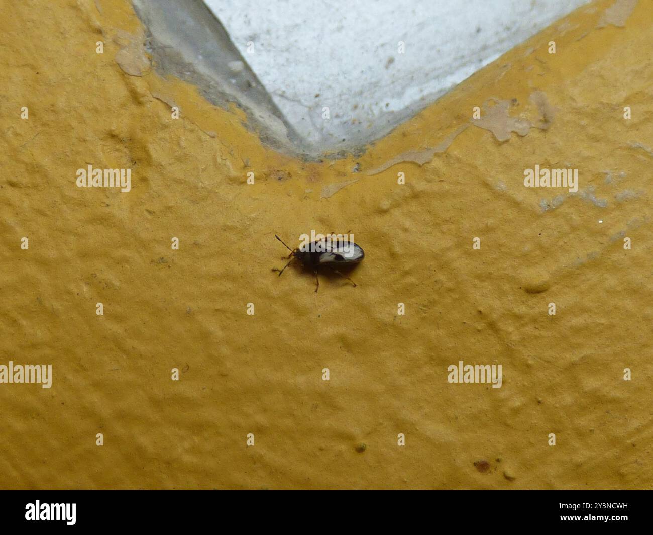Chinch Bugs and Allies (Blissidae) Insecta Stock Photo - Alamy