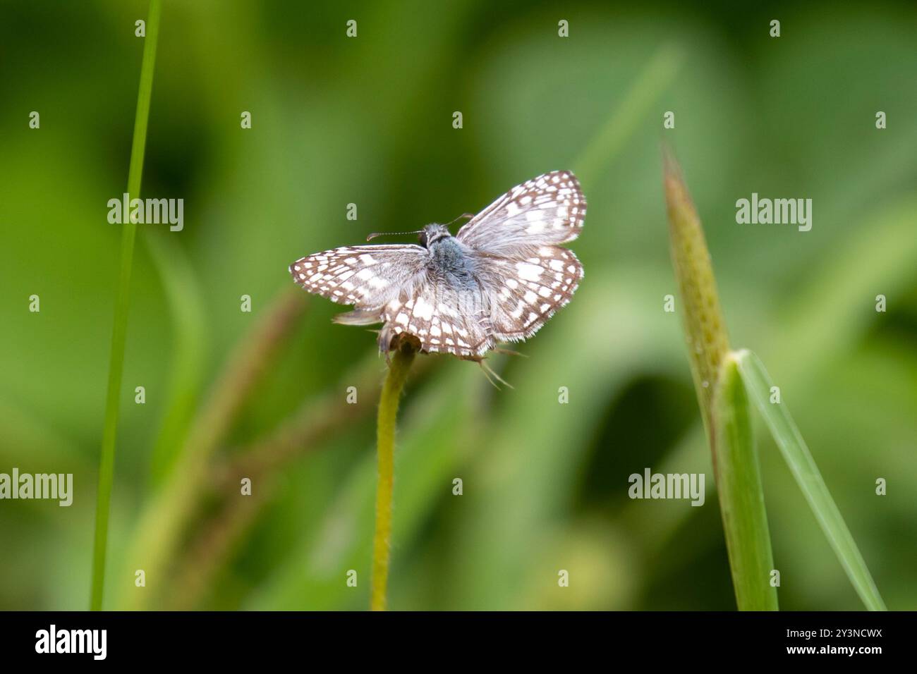 Orcus Checkered-Skipper (Burnsius orcus) Insecta Stock Photo - Alamy