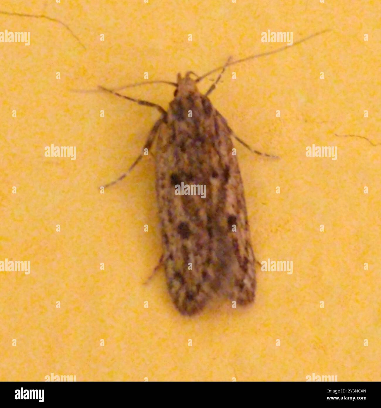 Brown House Moth (Hofmannophila pseudospretella) Insecta Stock Photo ...