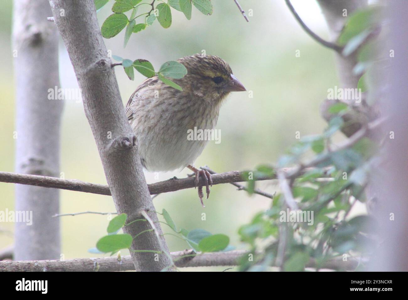Yellow Bishop (Euplectes capensis) Aves Stock Photo - Alamy