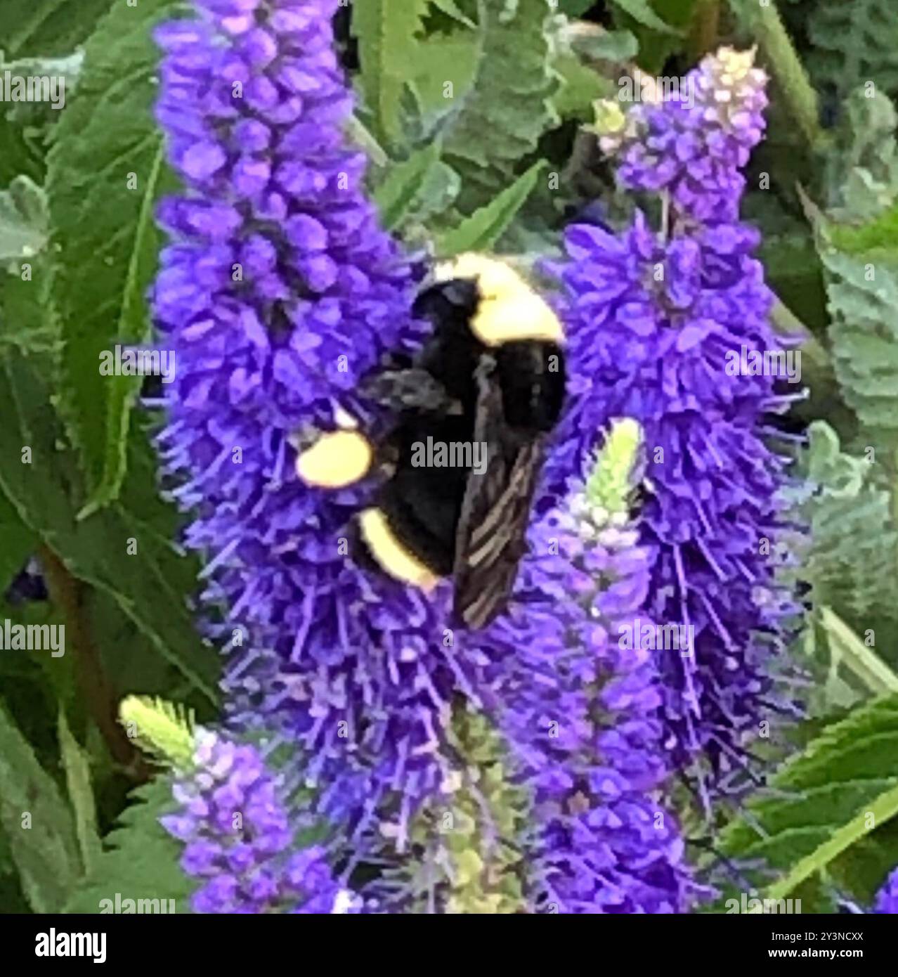 Yellow-faced Bumble Bee (Bombus vosnesenskii) Insecta Stock Photo - Alamy