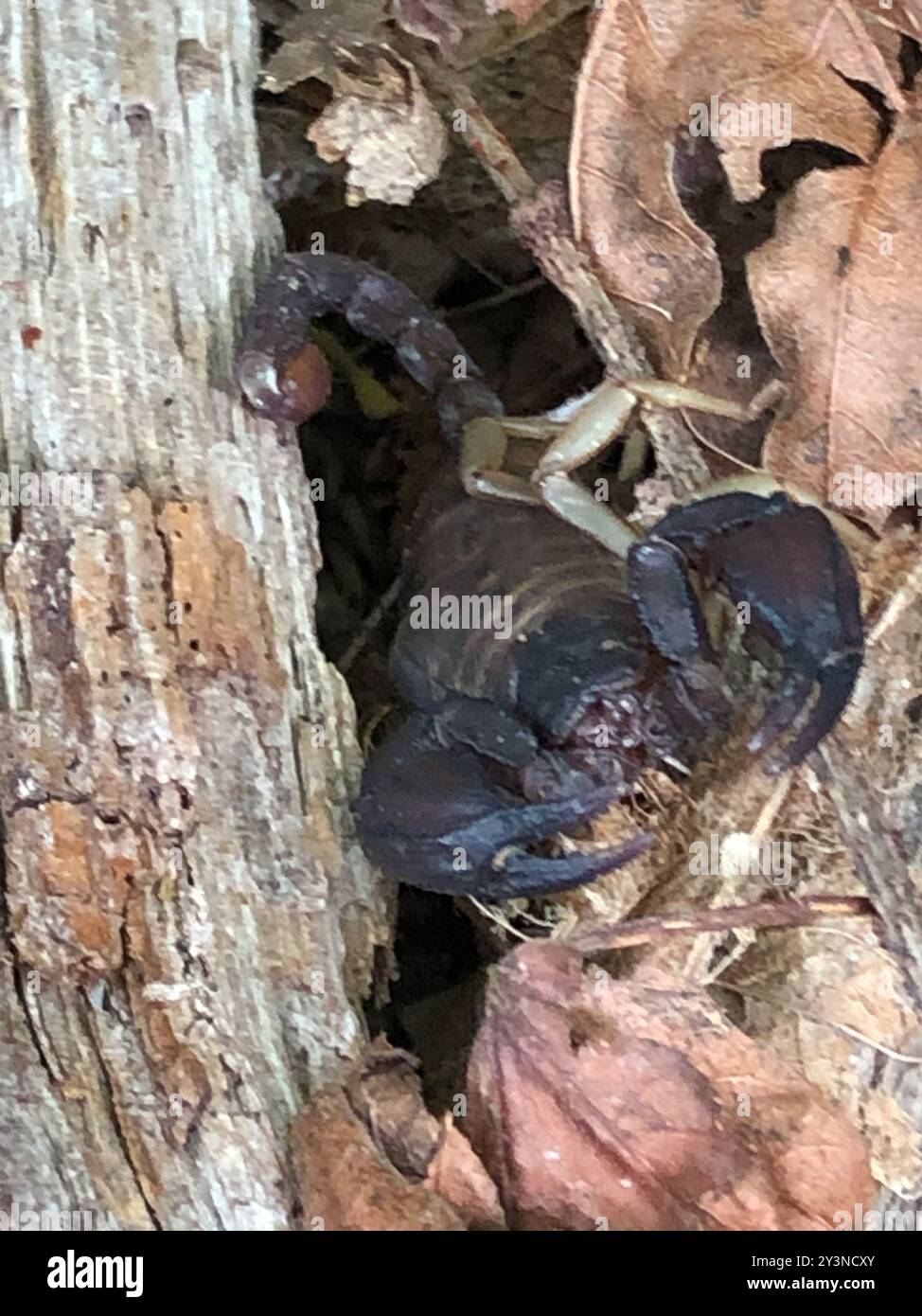 Uroctonus hi-res stock photography and images - Alamy