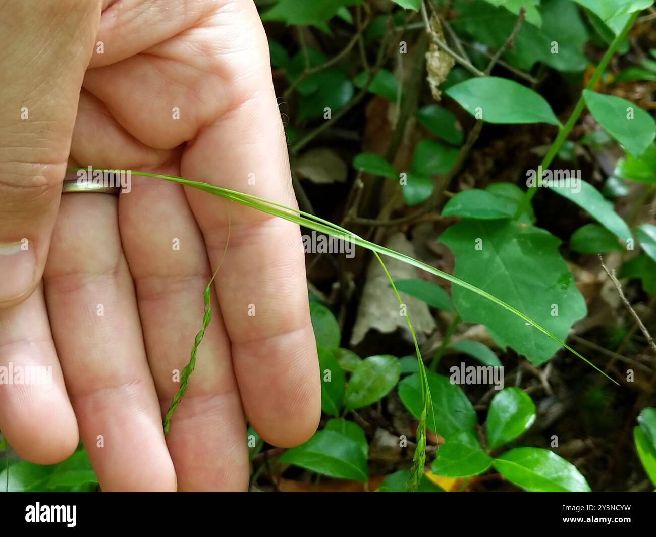 drooping woodland sedge (Carex arctata) Plantae Stock Photo - Alamy