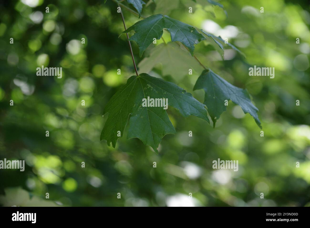 southern sugar maple (Acer floridanum) Plantae Stock Photo - Alamy
