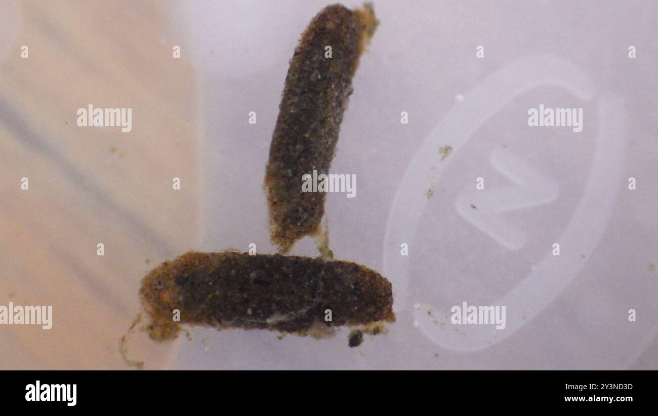 Microcaddisflies (Hydroptilidae) Insecta Stock Photo - Alamy