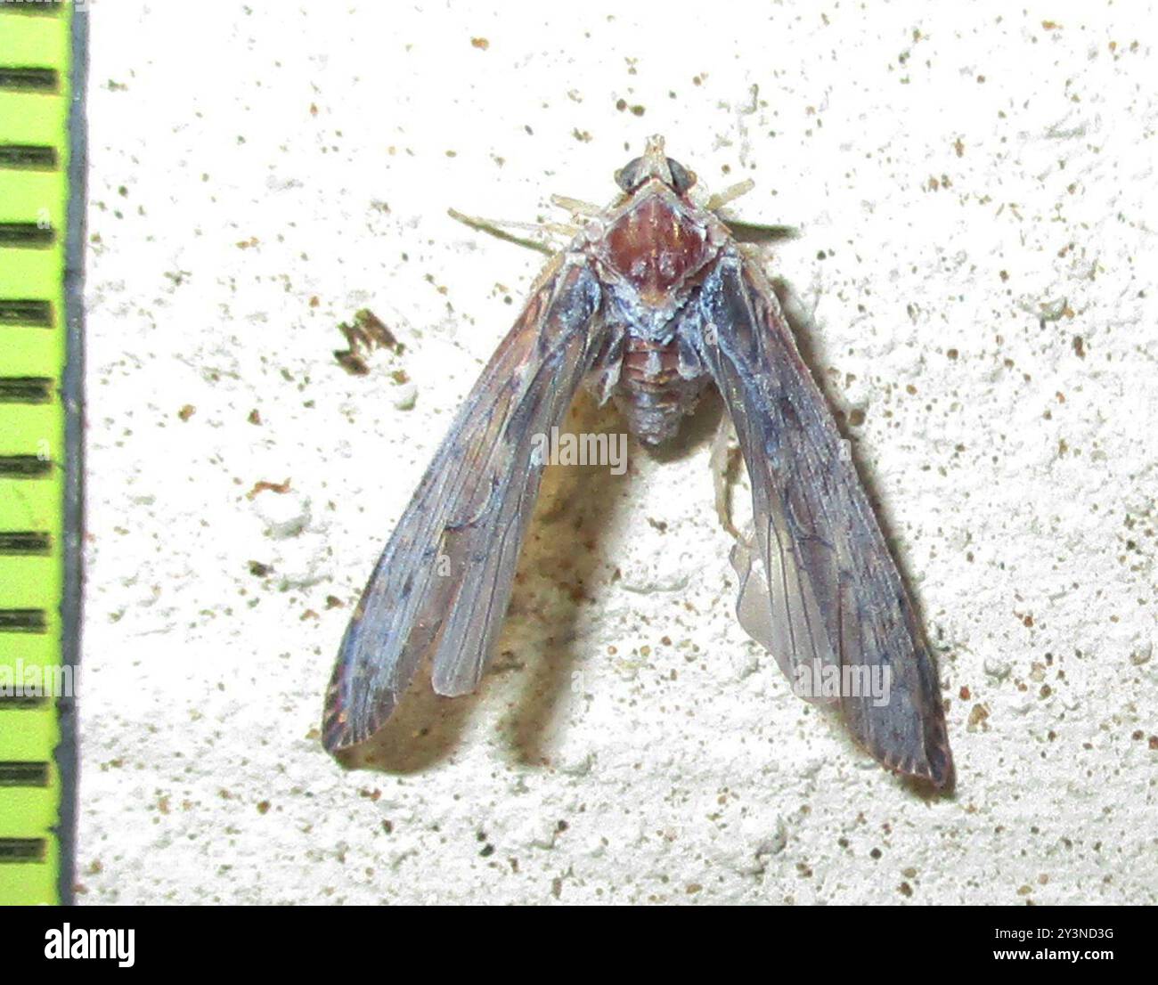 Derbidae hi-res stock photography and images - Alamy