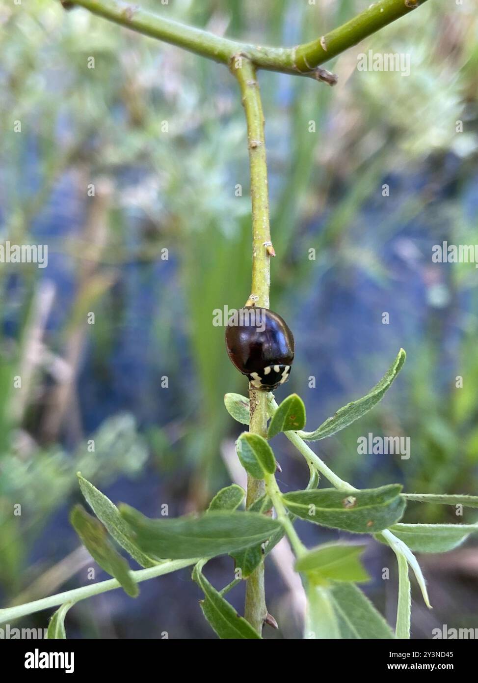 Fifteen-spotted Lady Beetle (Anatis labiculata) Insecta Stock Photo - Alamy