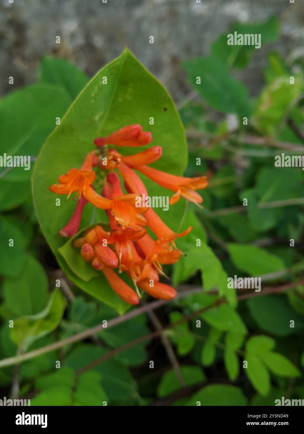 orange honeysuckle (Lonicera ciliosa) Plantae Stock Photo - Alamy