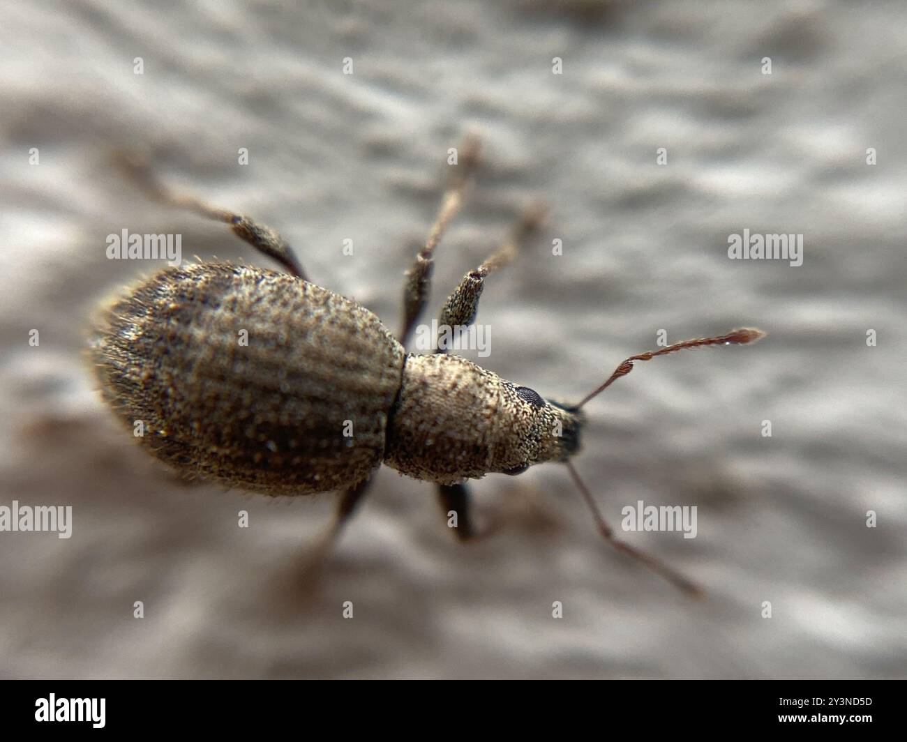 Strawberry Root Weevil (Sciaphilus asperatus) Insecta Stock Photo - Alamy