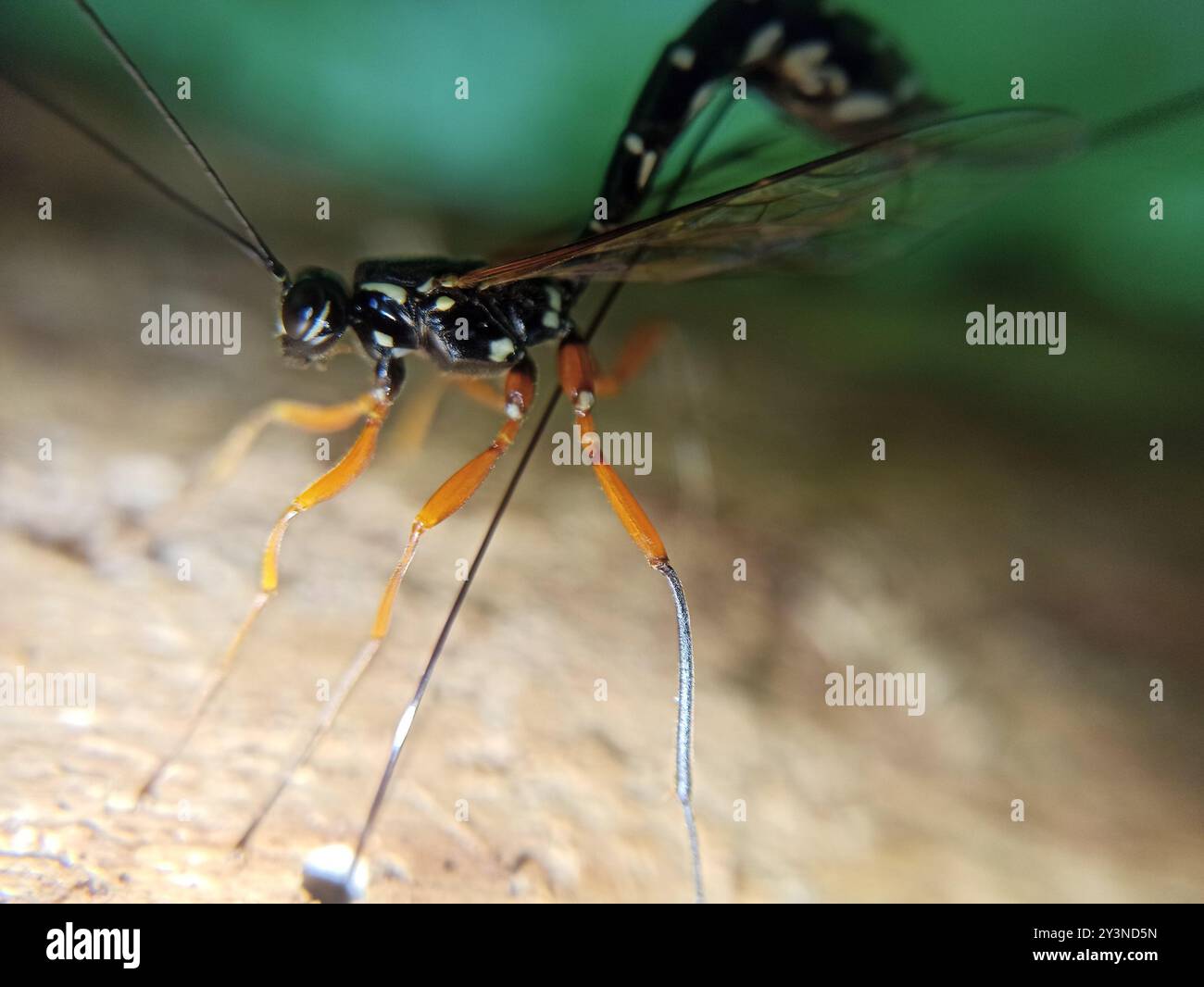 Sabre Wasp (Rhyssa persuasoria) Insecta Stock Photo - Alamy