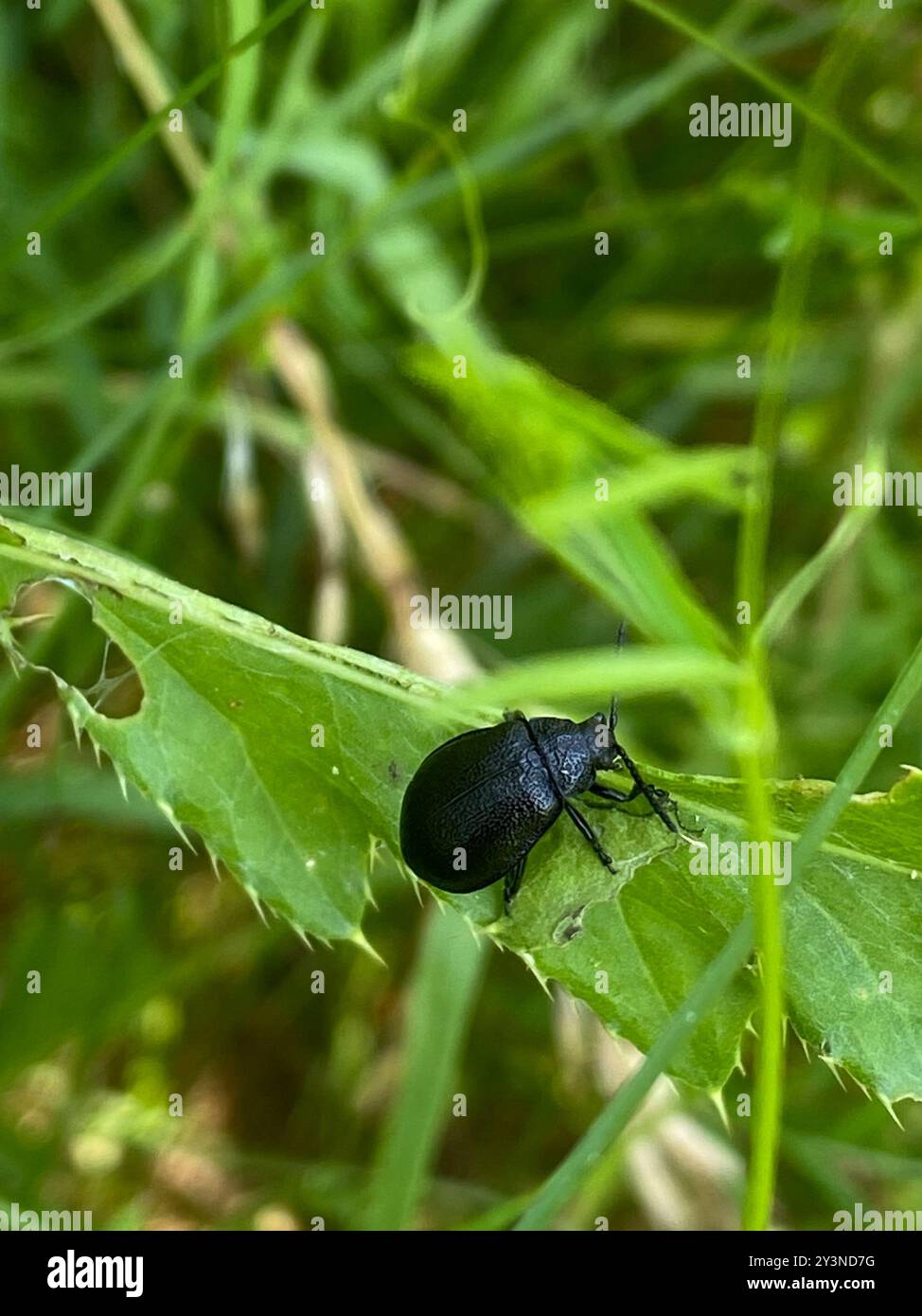 black-punctured leaf beetle (Galeruca tanaceti) Insecta Stock Photo - Alamy